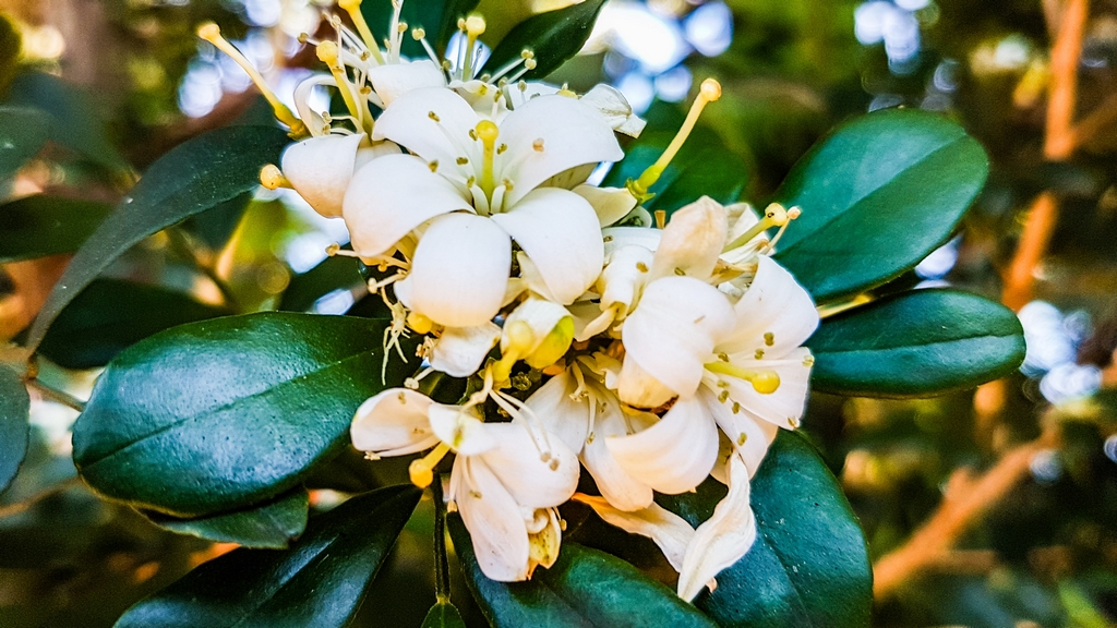 Images (143) – Letaba Kwekery (Pty) Ltd