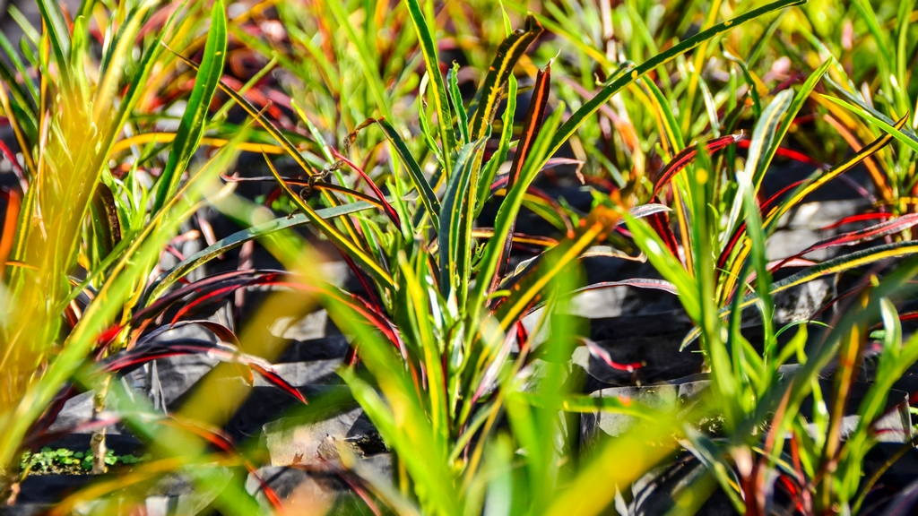 Gallery – Letaba Kwekery (Pty) Ltd