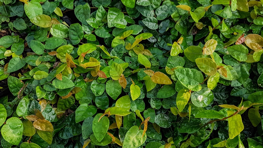 Gallery – Letaba Kwekery (Pty) Ltd