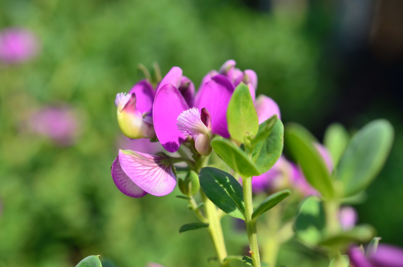 CSC_7222 (Copy) – Letaba Kwekery (Pty) Ltd